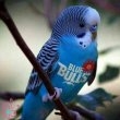 Blou Bulle 2025 on Superbru - Currie Cup Predictor Game